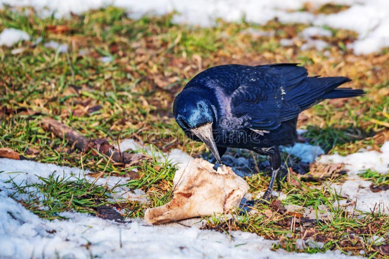 Rook and carrion stock image. Image of color, carrion - 69596749