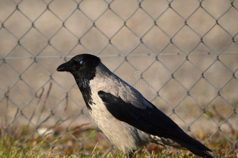 Rook Clears Stock Photos - Free & Royalty-Free Stock Photos from Dreamstime