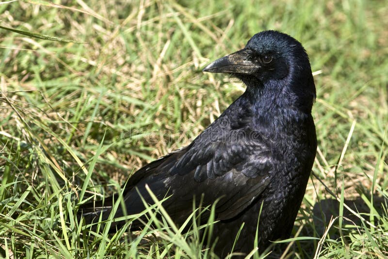 Rook / Corvus frugilegus stock image. Image of ornithology - 12004969