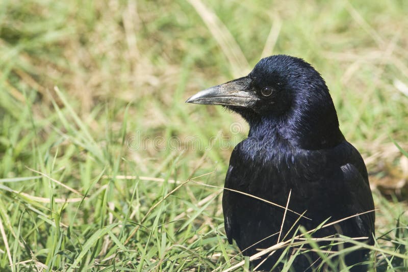 Rook / Corvus frugilegus stock photo. Image of rookery - 12005034
