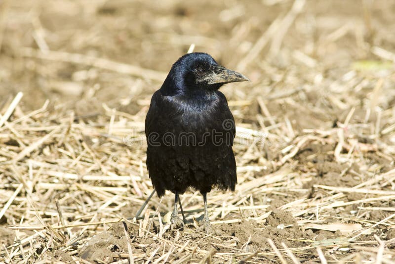 A Rook Sitting on a Fence Post after a Rain on an Autumn Day Stock ...