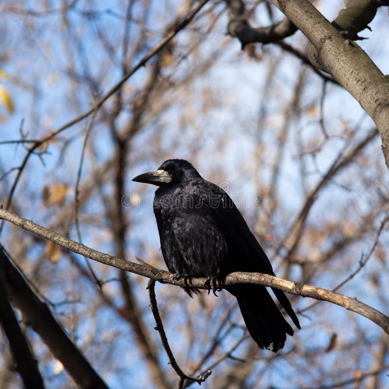 Rook (Corvus frugilegus) stock photo. Image of family - 13196906