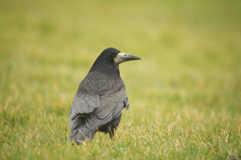 Rook stock image. Image of rook, black, close, feather - 59264145