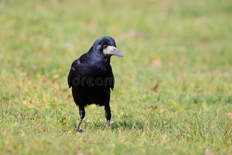 Rook (Corvus frugilegus). stock photo. Image of flocks - 46708860