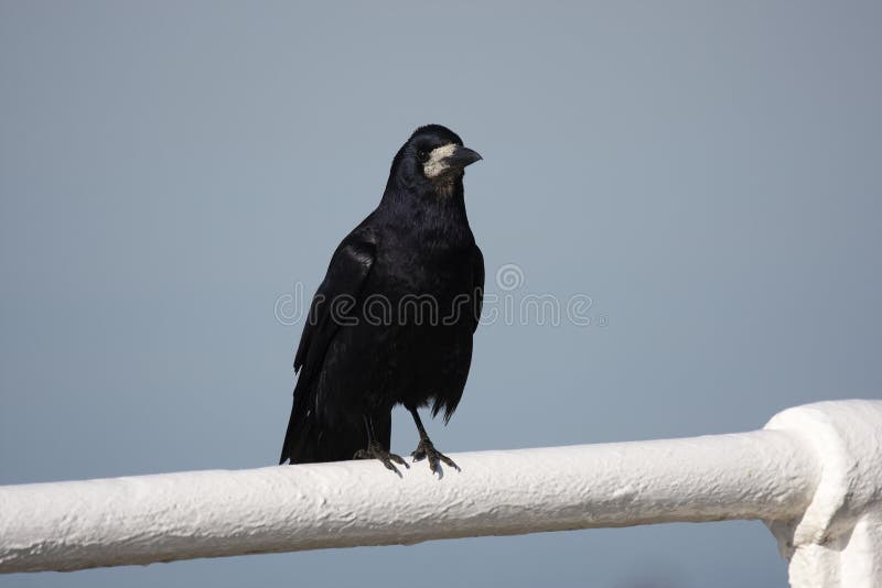 Rook stock image. Image of corvus, rook, frugilegus, lone - 30255319