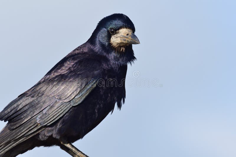 Rook corvus frugilegus stock photo. Image of portrait - 136540926