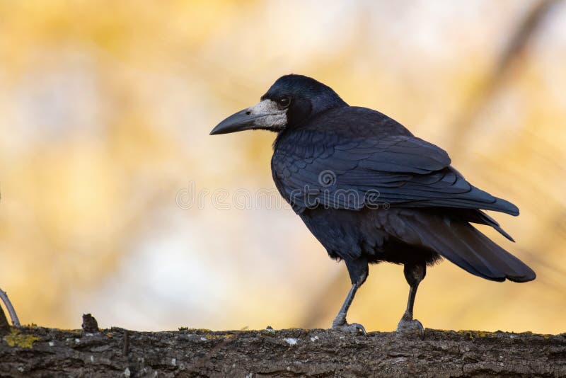 Rook, Corvus Frugilegus, in the Wild Side View Stock Photo - Image of ...