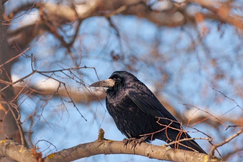 Rook Corvus Frugilegus in a Winter Scene Stock Photo - Image of fowl ...