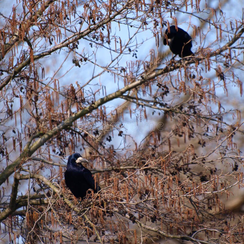 407 Rook Nest Stock Photos - Free & Royalty-Free Stock Photos from ...