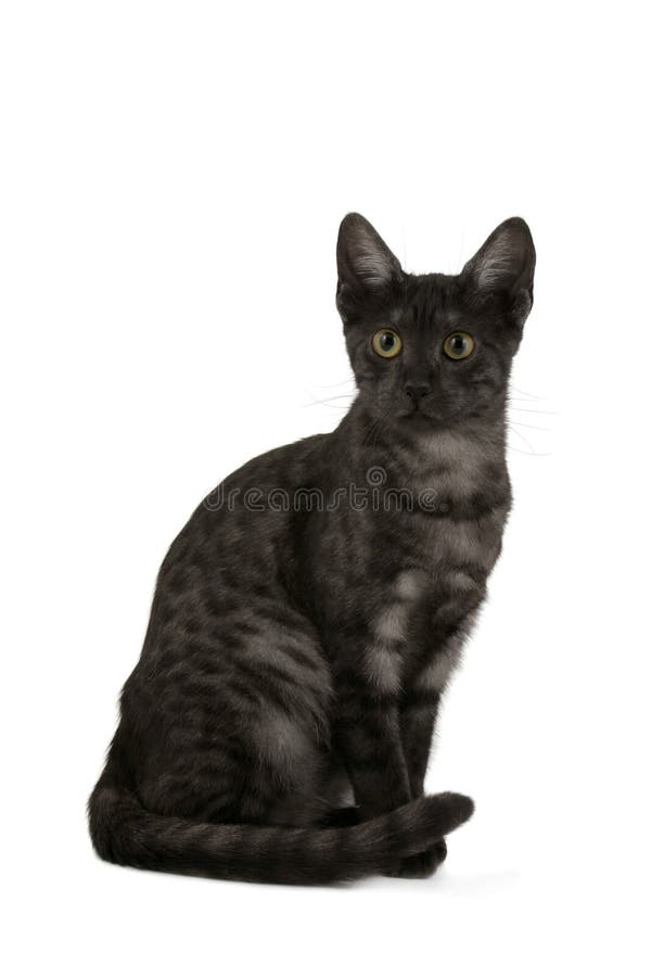 Rook Egyptische Mau stock foto. Image of uitziend, binnenlands - 8468576