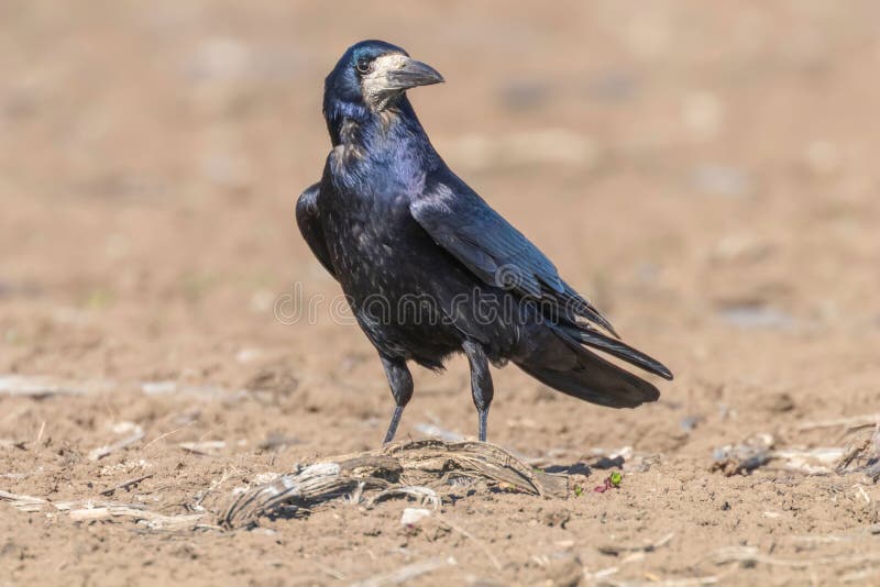Rook on the Field Corvus Frugilegus Stock Photo - Image of europe ...