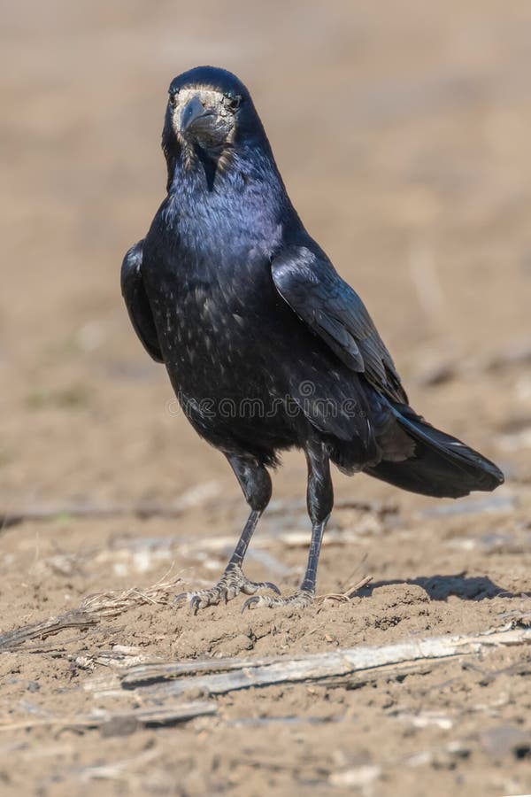Rook on the Field Corvus Frugilegus Stock Image - Image of beautiful ...