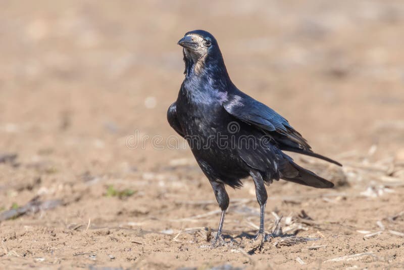 Rook on the Field Corvus Frugilegus Stock Image - Image of prey ...
