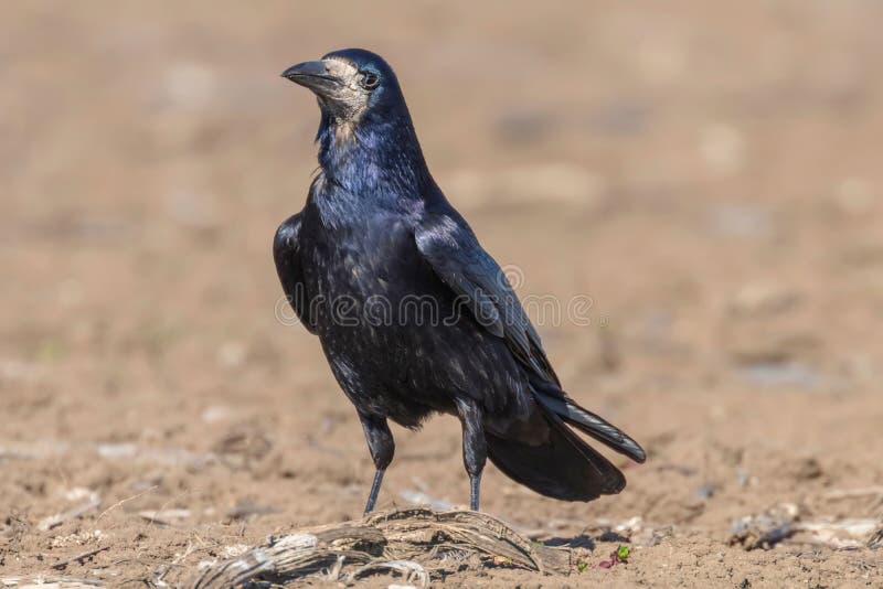 Rook on the Field Corvus Frugilegus Stock Image - Image of prey, europe ...