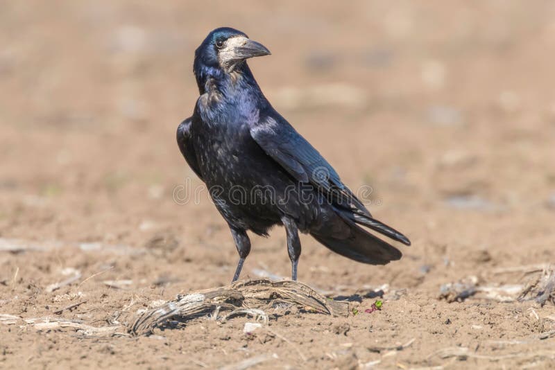 Rook on the Field Corvus Frugilegus Stock Photo - Image of beak ...