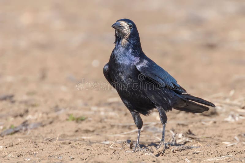 Rook on the Field (Corvus Frugilegus Stock Photo - Image of feather ...