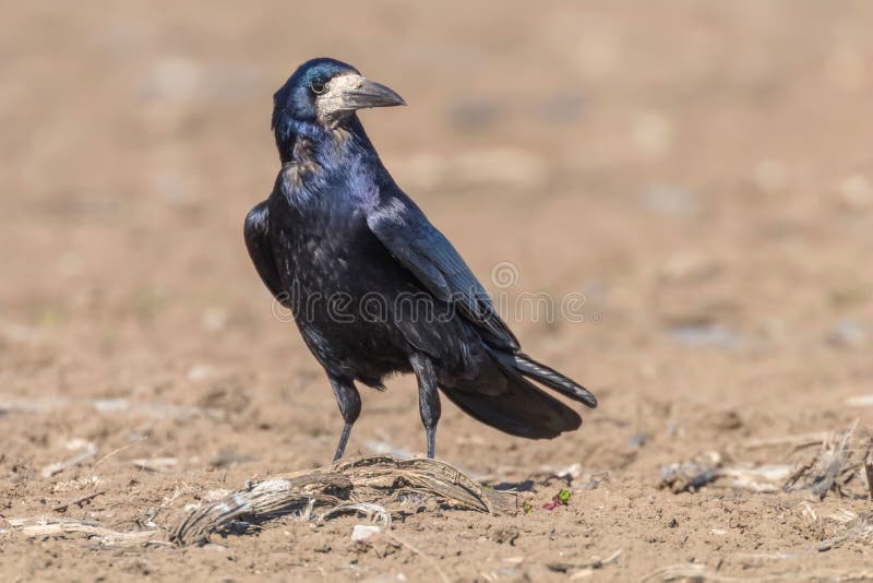 Rook on the Field (Corvus Frugilegus Stock Image - Image of black ...