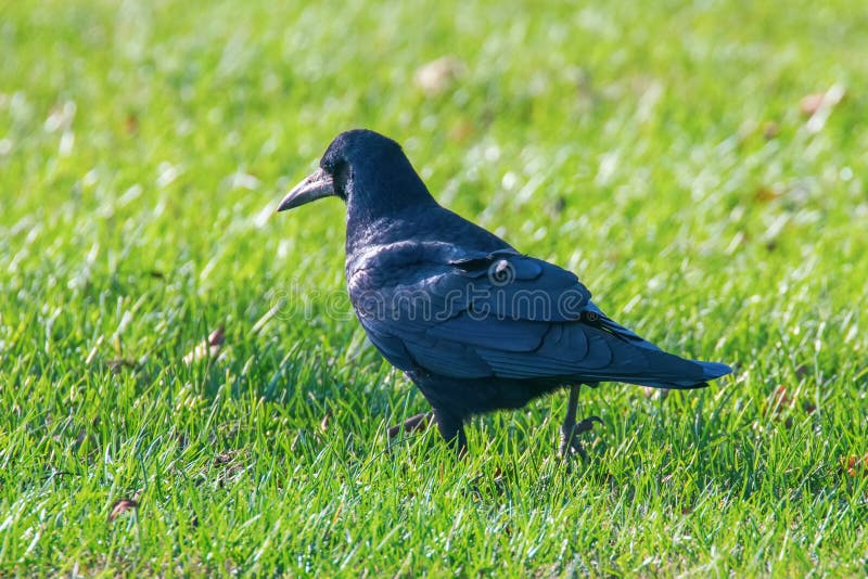Rook on the Field Corvus Frugilegus Rook Bird Stock Image - Image of ...