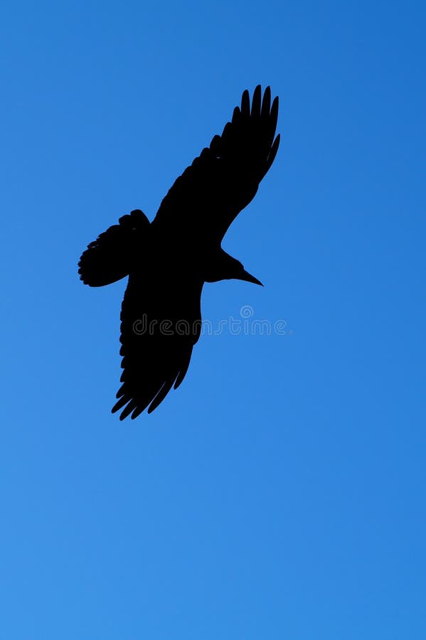 Rook in flight stock image. Image of corvus, flight, passerines - 1368089