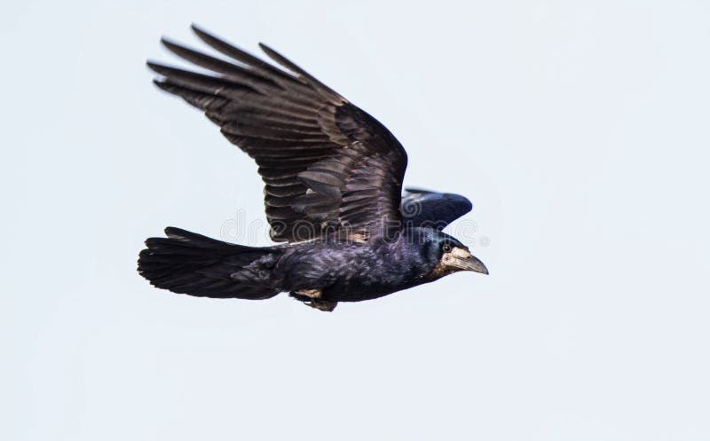 Rook in flight stock image. Image of boris, feather, vertebrate - 38327027