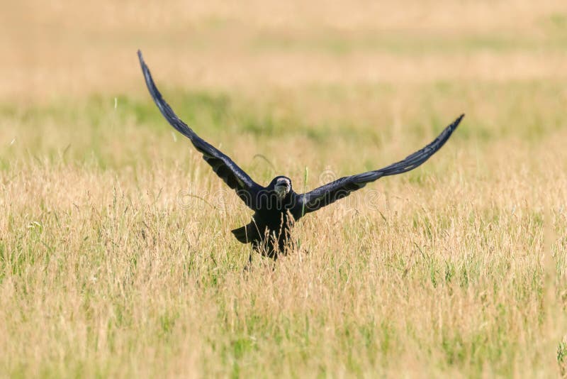 Rook in Flight Corvus Frugilegus Stock Image - Image of raven, nature ...