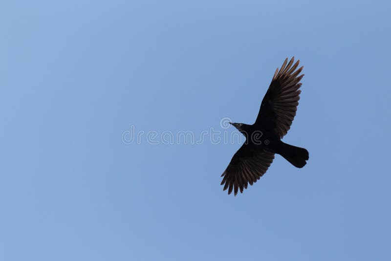 Black raven stock photo. Image of white, background, ornitology - 13424322