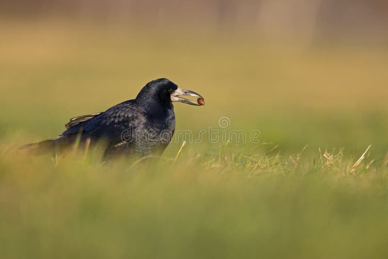 A Rook Foraging with a Hazelnut in Its Beak. Stock Photo - Image of ...