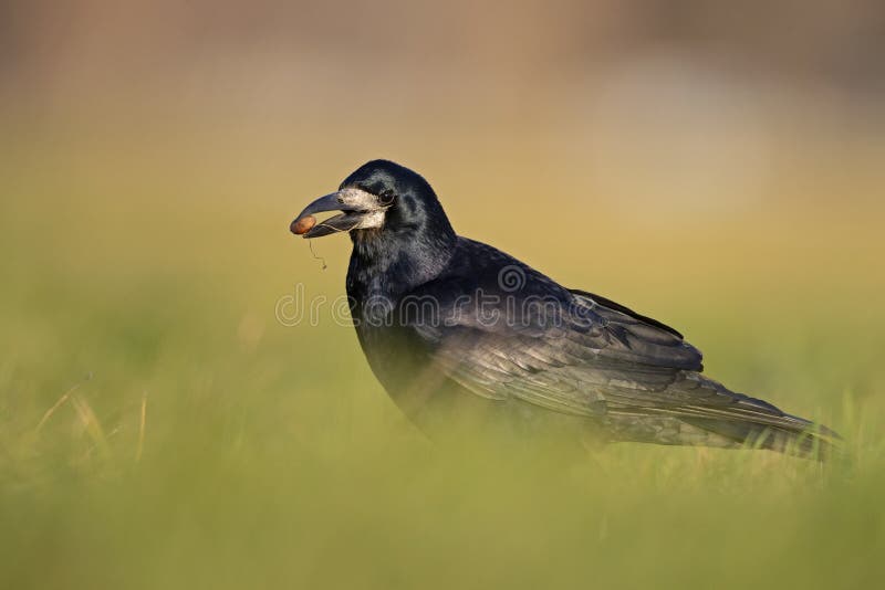 A Rook Foraging with a Hazelnut in Its Beak. Stock Image - Image of ...