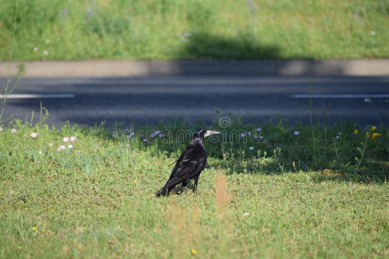 Rook calling stock image. Image of bird, wildlife, corvus - 35803935