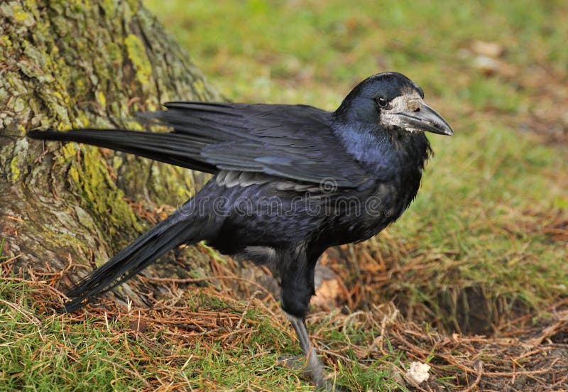 Rook, Landing (Corvus Frugilegus) Stock Image - Image of intelligent ...