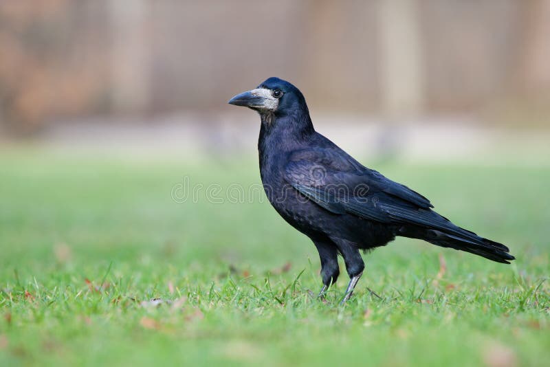 Rook in the park stock image. Image of family, look, beak - 25906421