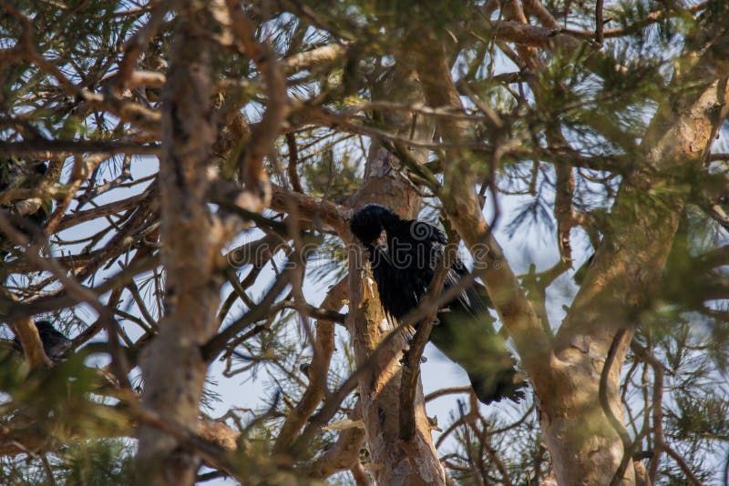 Rook in pine trees stock image. Image of tree, springtime - 70566661