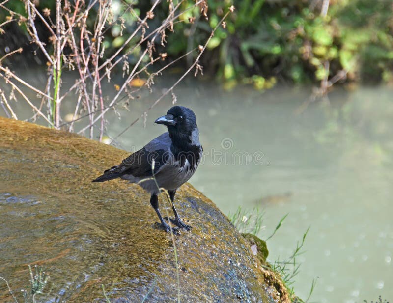 Rook portrait stock image. Image of animals, rivers, bird - 21916397