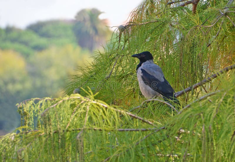 Rook portrait stock photo. Image of birds, ornithology - 22060868