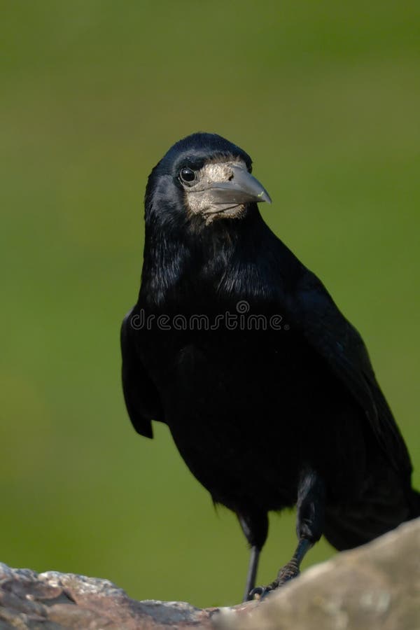 Rook on a Rock stock photo. Image of frugilegus, corvus - 19632522