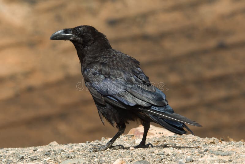 Black Crow stock image. Image of american, rook, raptor - 2910019