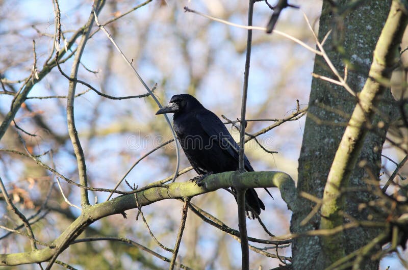 Rook stock photo. Image of avifauna, corvine, ornithology - 179021904