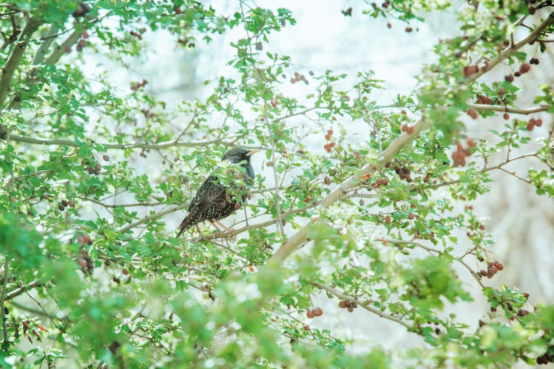 Rook Sits on a Branch and Holds His Food in His Beak Stock Photo ...