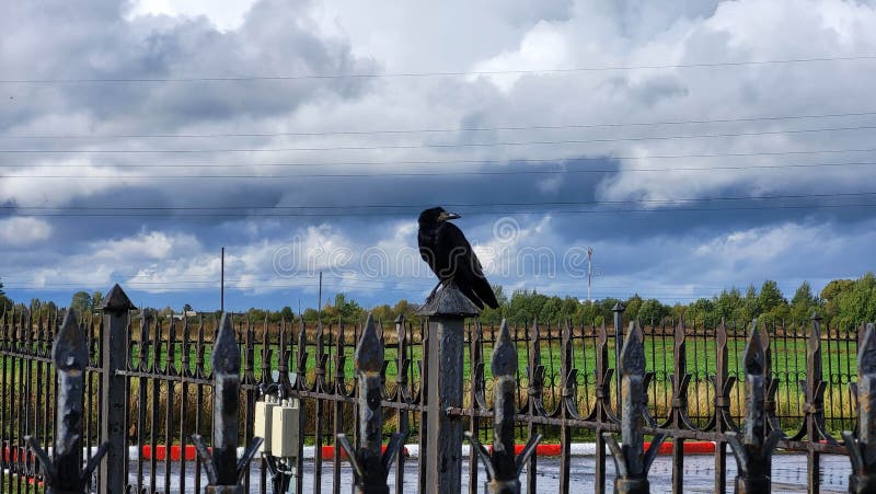 A Rook Sitting on a Fence Post after a Rain on an Autumn Day Stock ...