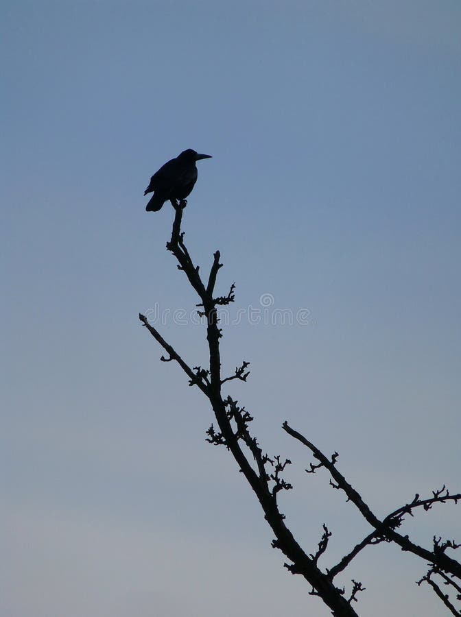 A Rook Sitting on a Fence Post after a Rain on an Autumn Day Stock ...