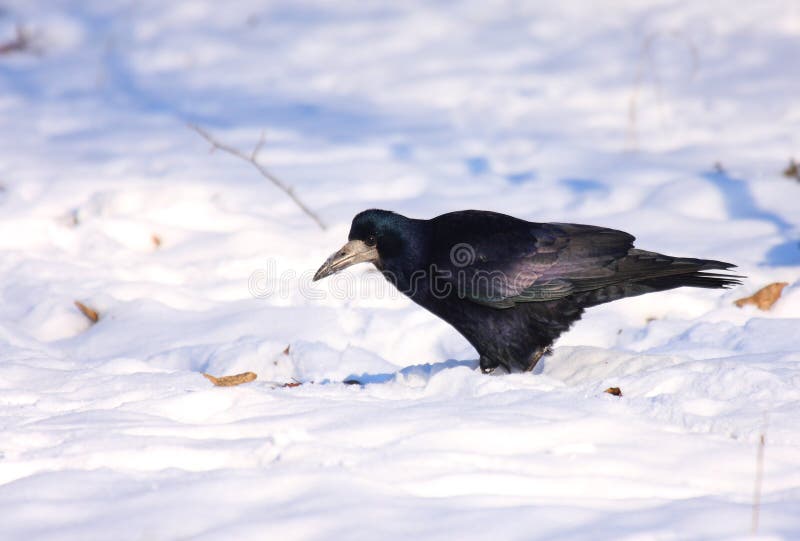 Rook Stands on Top of a Snow Covered Snag or Trunk in Snow Storm Stock ...