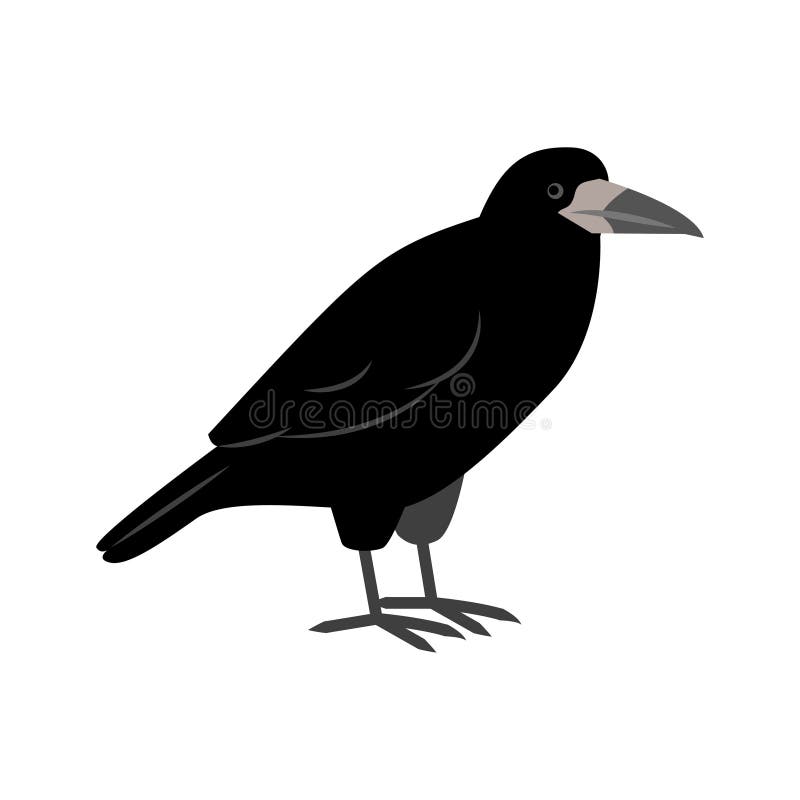 Rook Standing Isolated on a White Background. City Birds Stock Vector ...