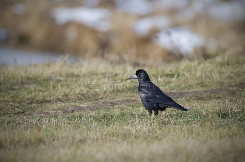 Rook: Thoughtfully Looking in a Distance... Stock Photo - Image of ...