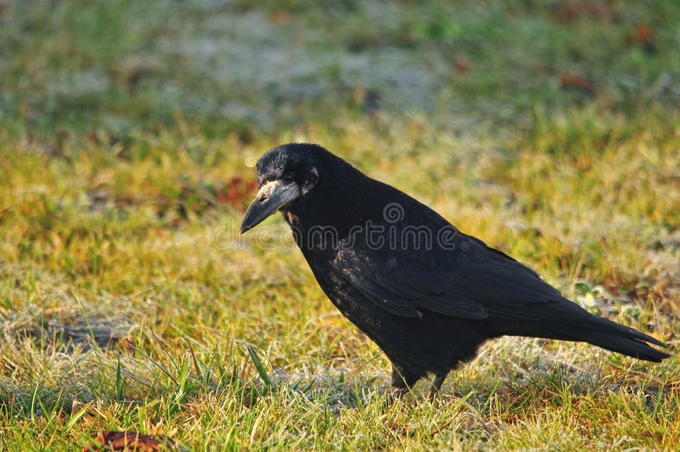 Rook view stock photo. Image of view, feather, close - 47862670