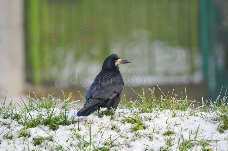 Rook view stock image. Image of rook, blue, feather, close - 47862873