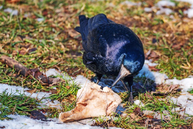 Rooks is eating carrion stock photo. Image of wildlife - 70318812