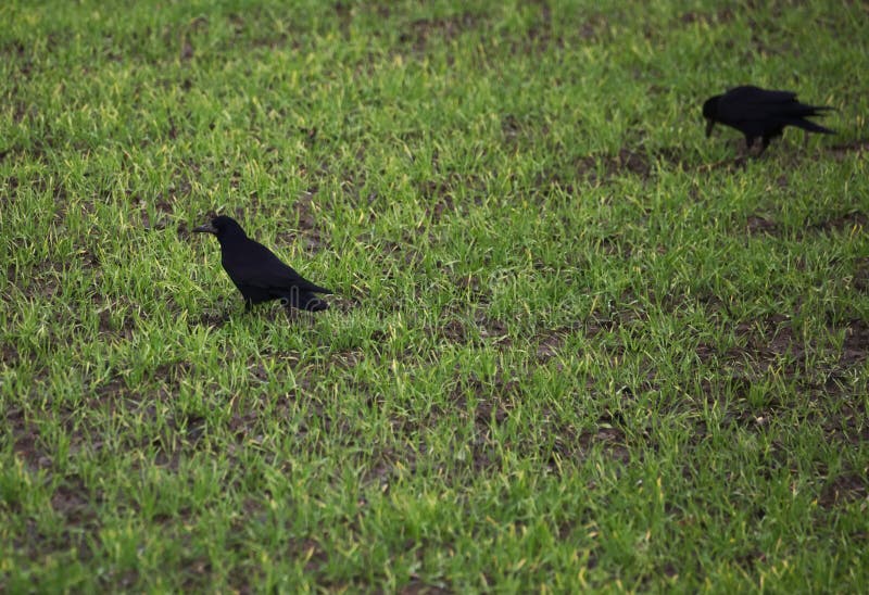 Rooks on Field stock image. Image of medium, bird, crow - 48050895