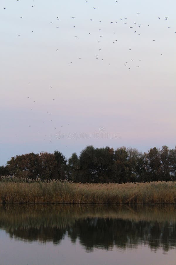 Rooks stock photo. Image of autumn, reflection, flocks - 62737090