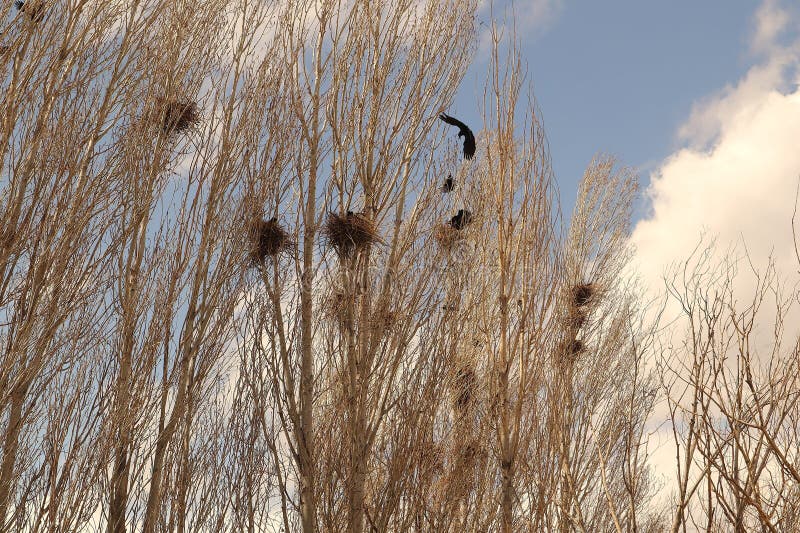 Rooks Nesting in Bare Spring Trees. Communal Behavior of Birds. Crows ...