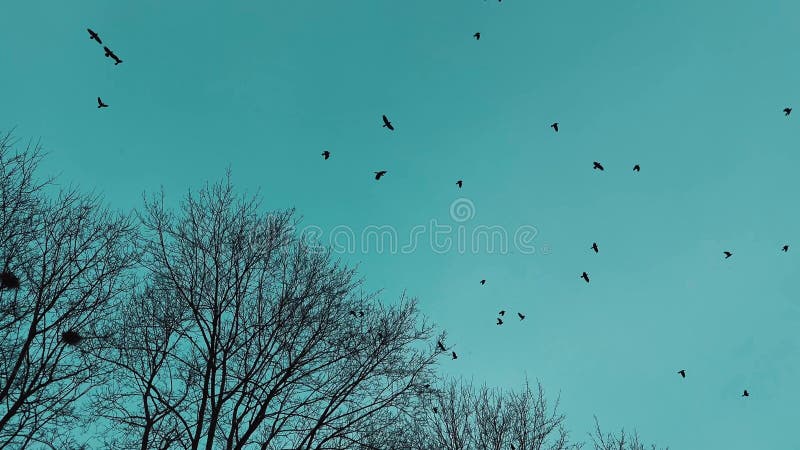Rooks Nesting in Spring. Early Spring Landscape. Stock Video - Video of ...
